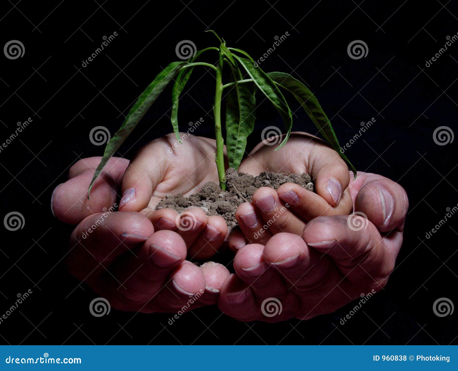 HANDS HOLDING SEEDLING stock photo. Image of environment - 960838