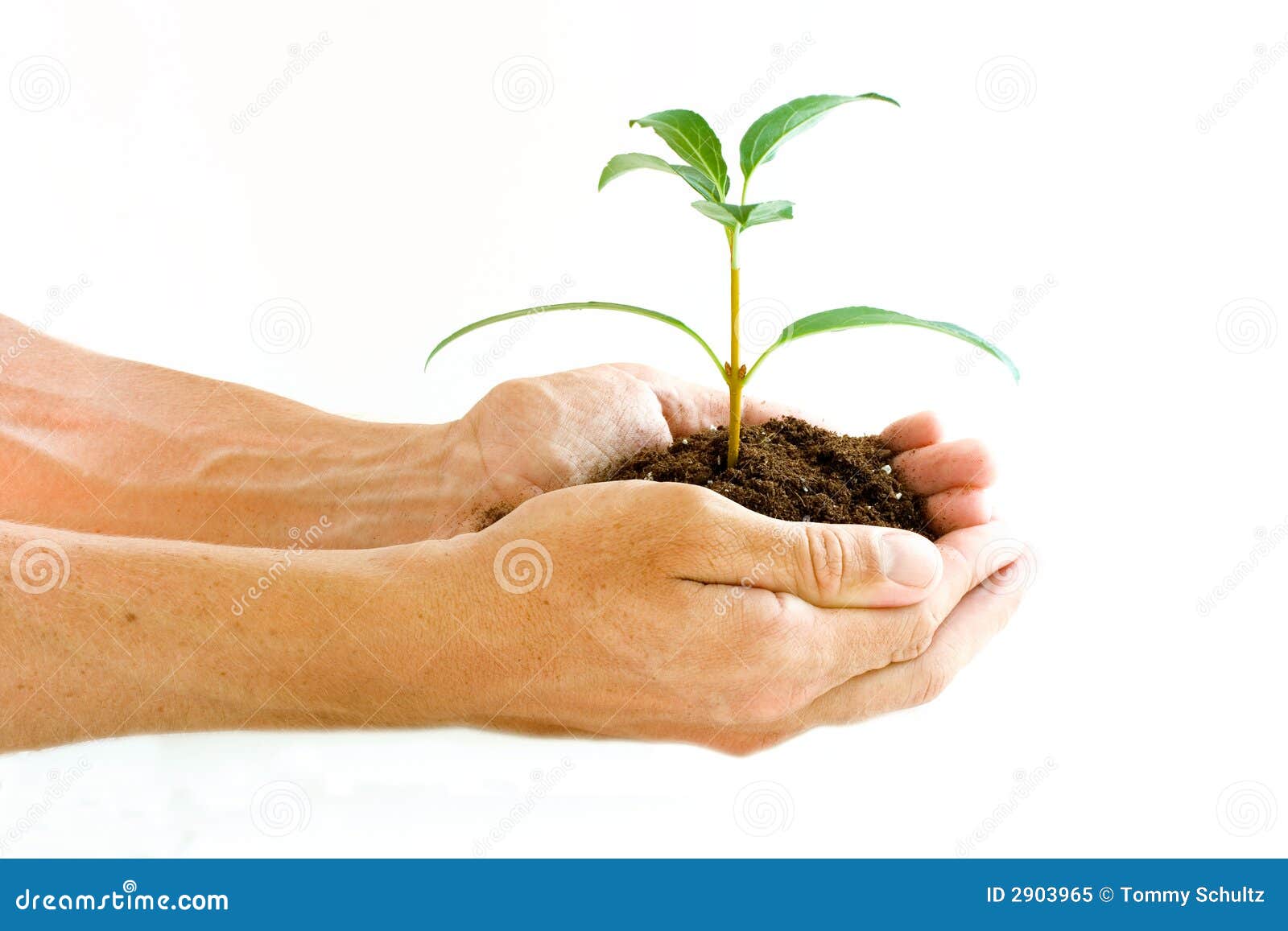 Seedling In Hand