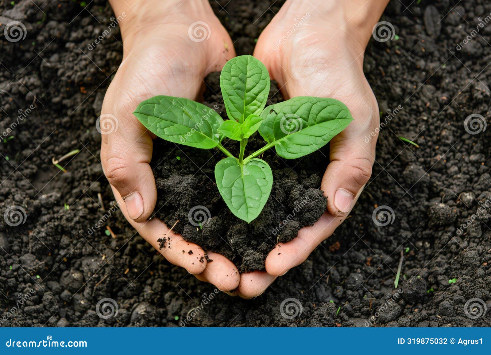 Hands Holding Seedling, Sprout of Plant Stock Illustration ...