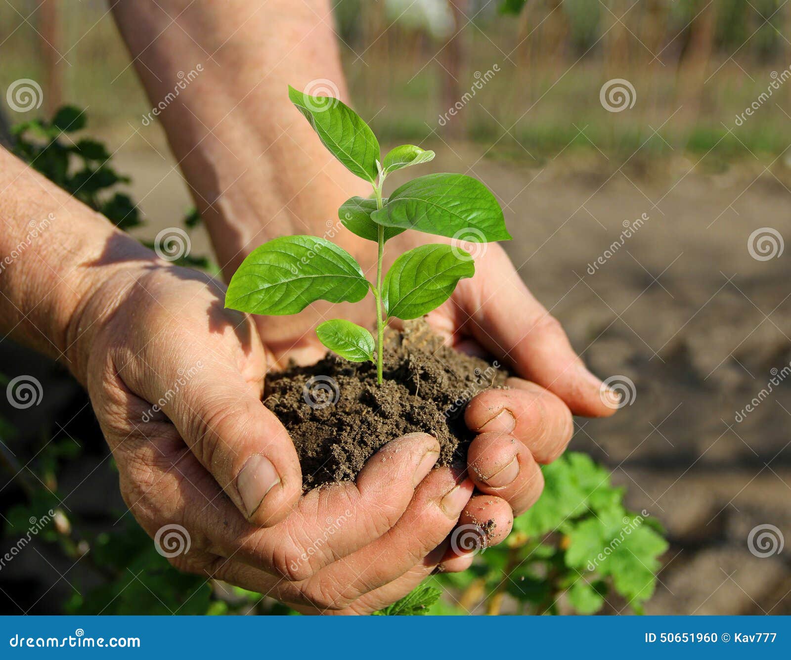 Hands holding seedling stock photo. Image of concept - 50651960