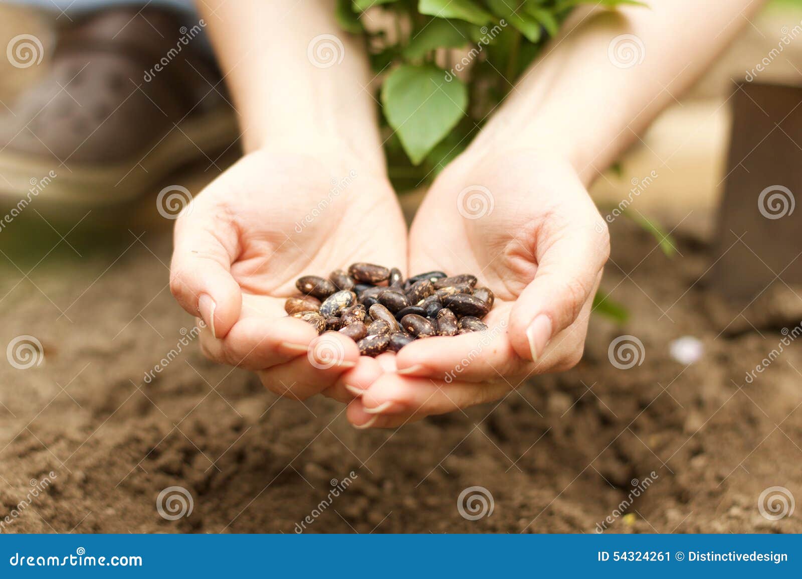 Hands Holding Seeds stock image. Image of cultivation - 54324261