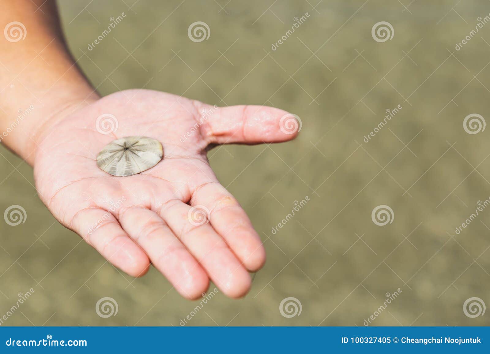Hands holding shells. stock image. Image of holiday - 100327405