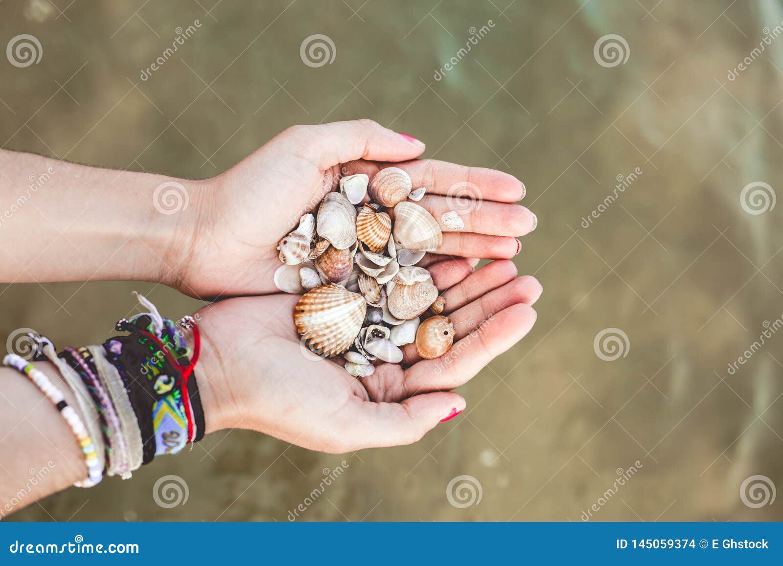 Hands Holding Shells Caught from the Sea Stock Photo - Image of shells ...