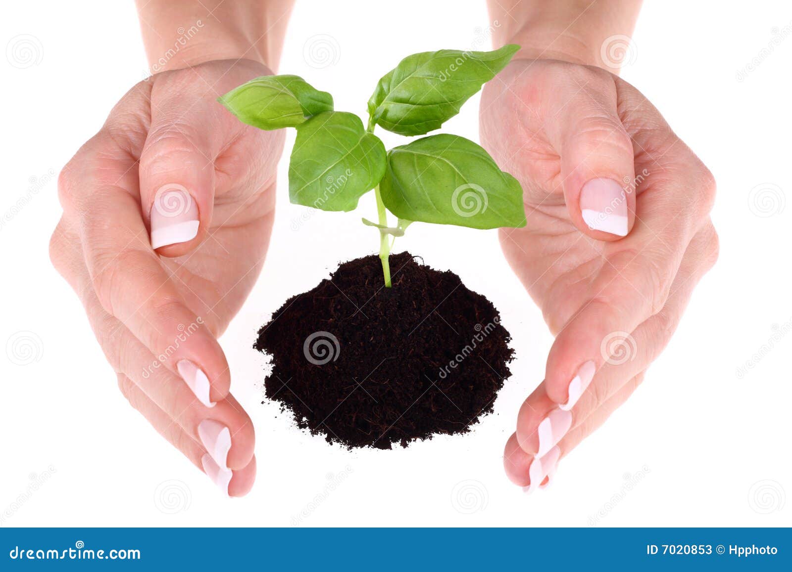 Hands Holding A Small Plant Picture. Image: 7020853