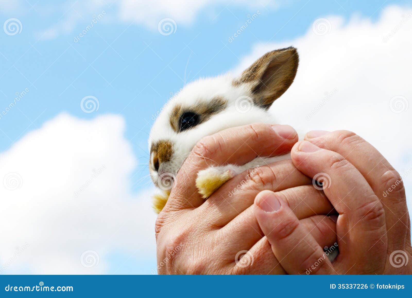 Hands holding small rabbit stock photo. Image of easter - 35337226