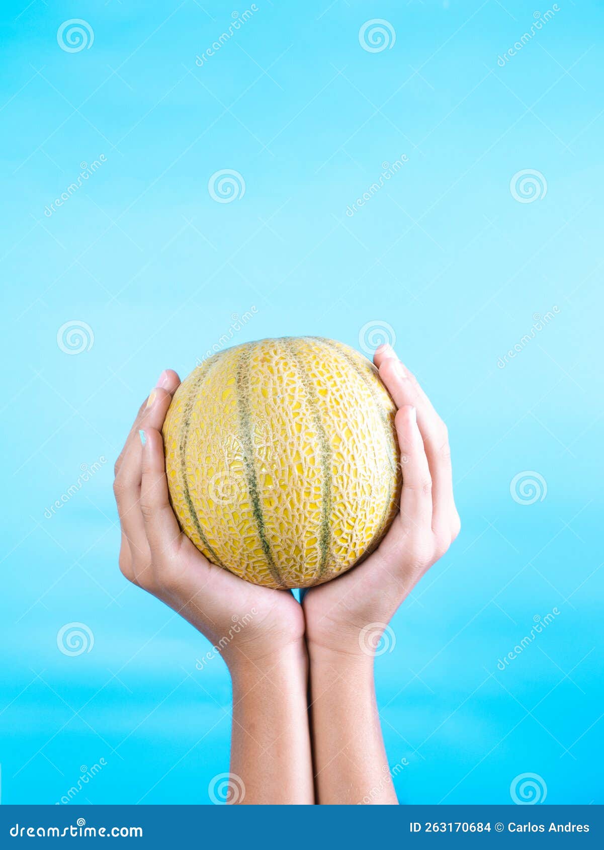 Hands Holding a Small Round Melon, on Blue Background Stock Photo ...