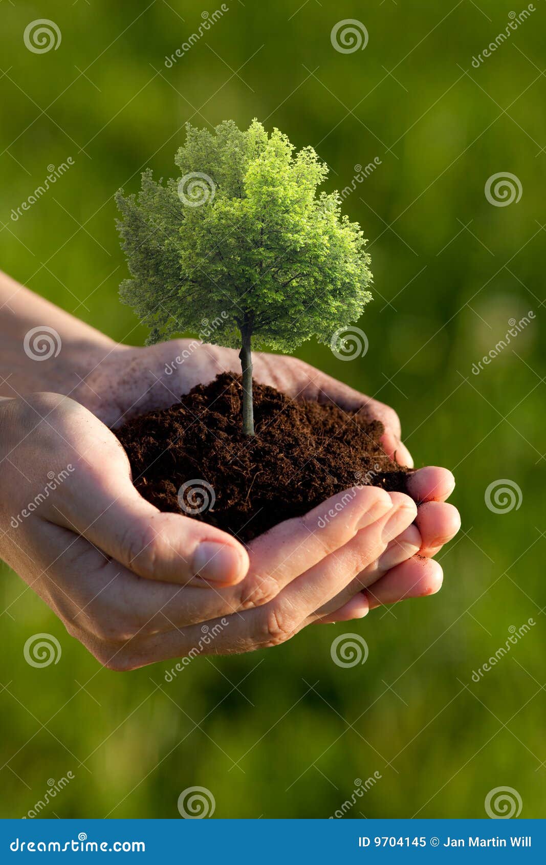 Hands holding small tree stock image. Image of concept - 9704145