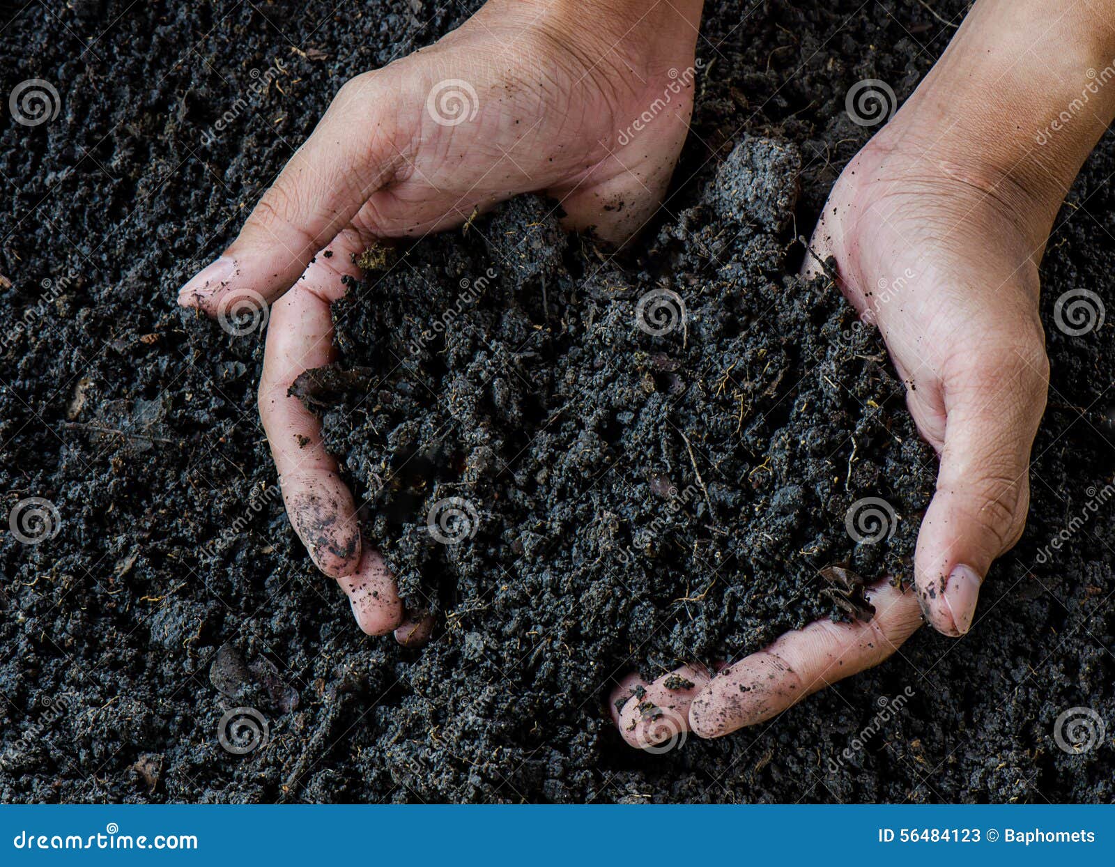 Hands Holding Soil with Young Plant Stock Image - Image of environment ...