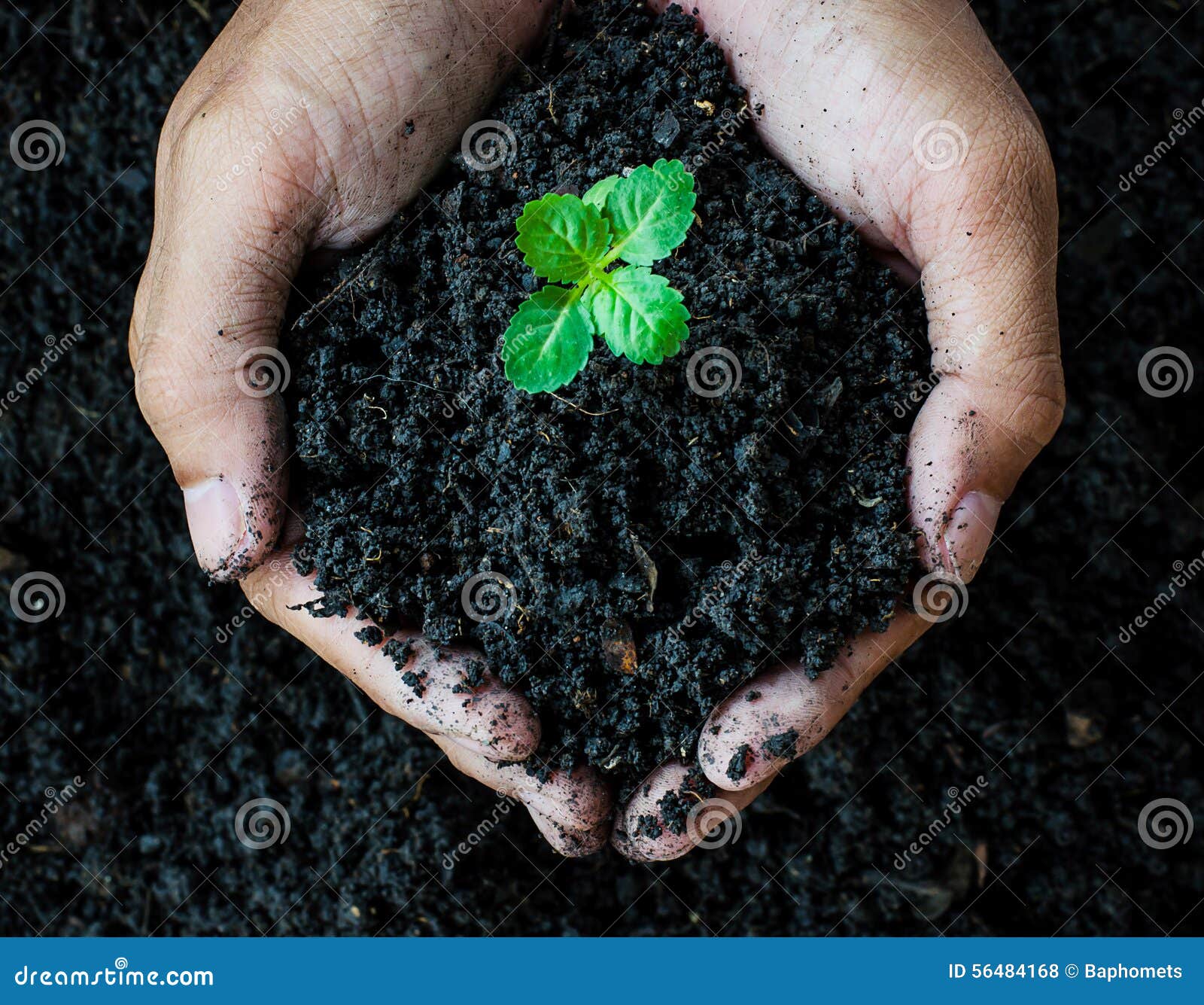 Hands Holding Soil with Young Plant Stock Photo - Image of handful ...