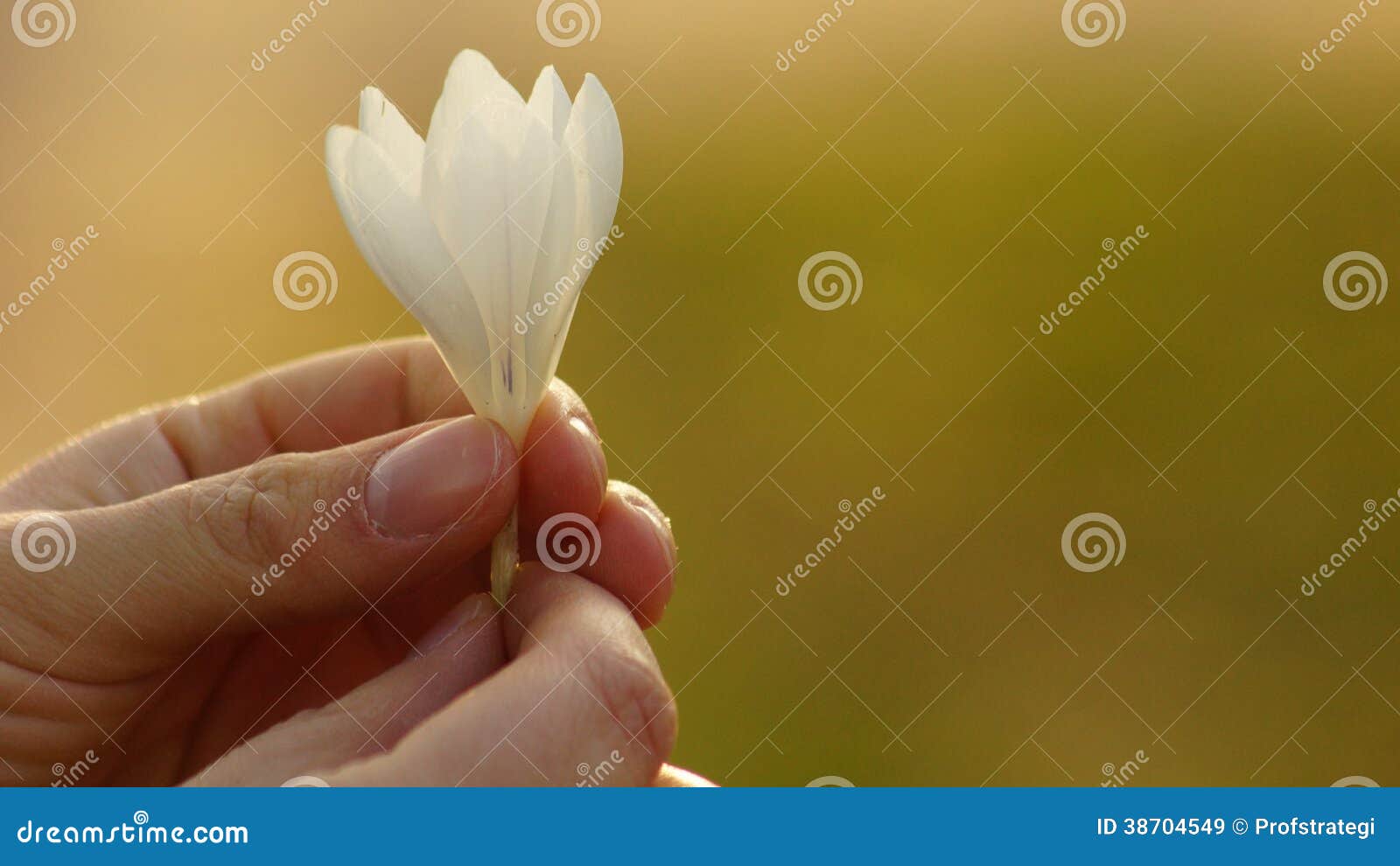 Hands Holding Spring Flower Stock Image - Image of white, flower: 38704549