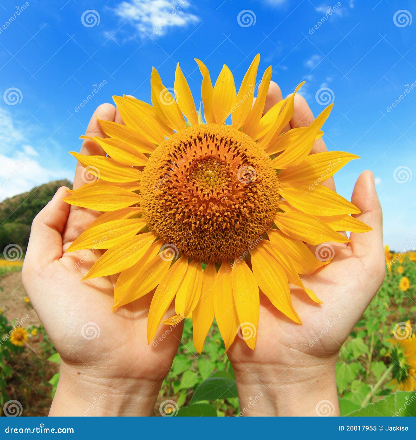 Hands holding sunflower stock image. Image of sunflower - 20017955