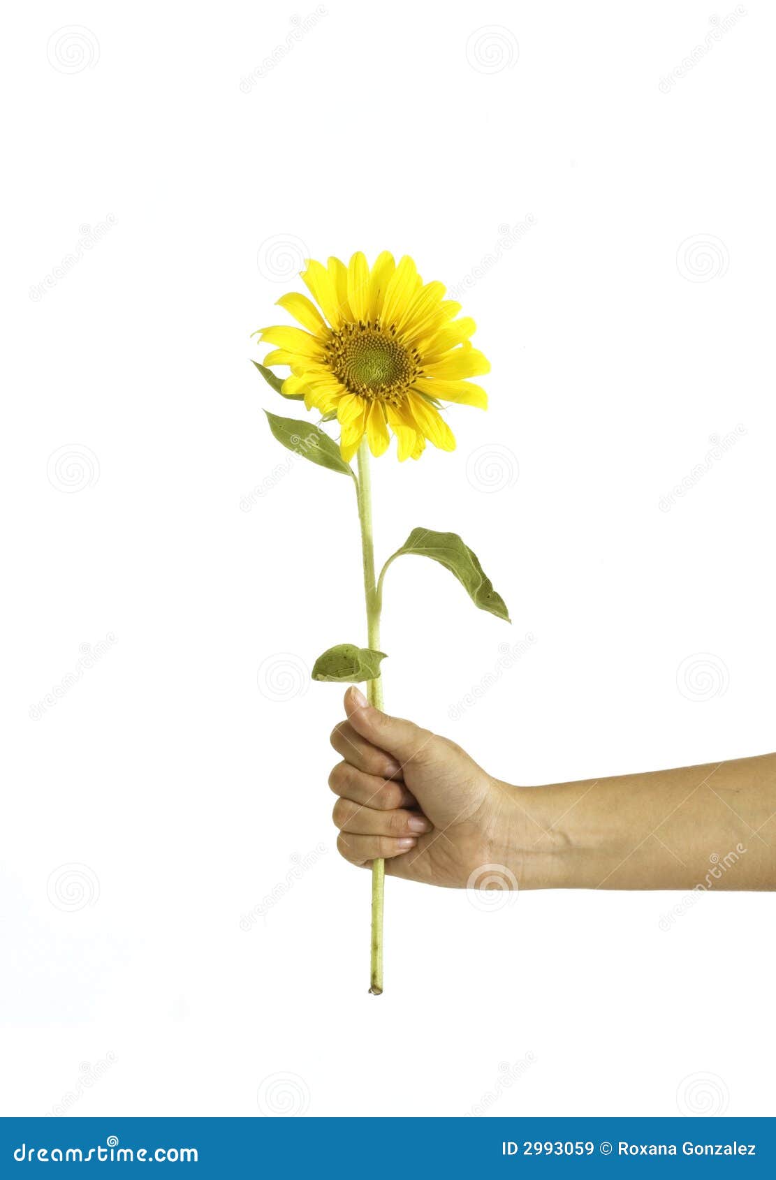 Hands holding a sunflower stock image. Image of organic - 2993059