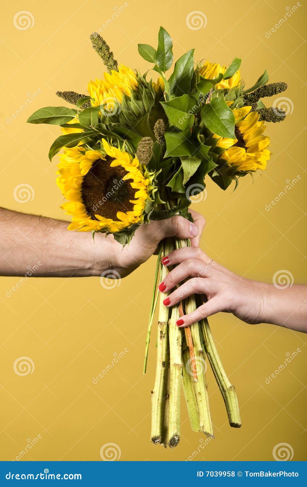 Hands holding Sunflowers stock photo. Image of back, woman - 7039958