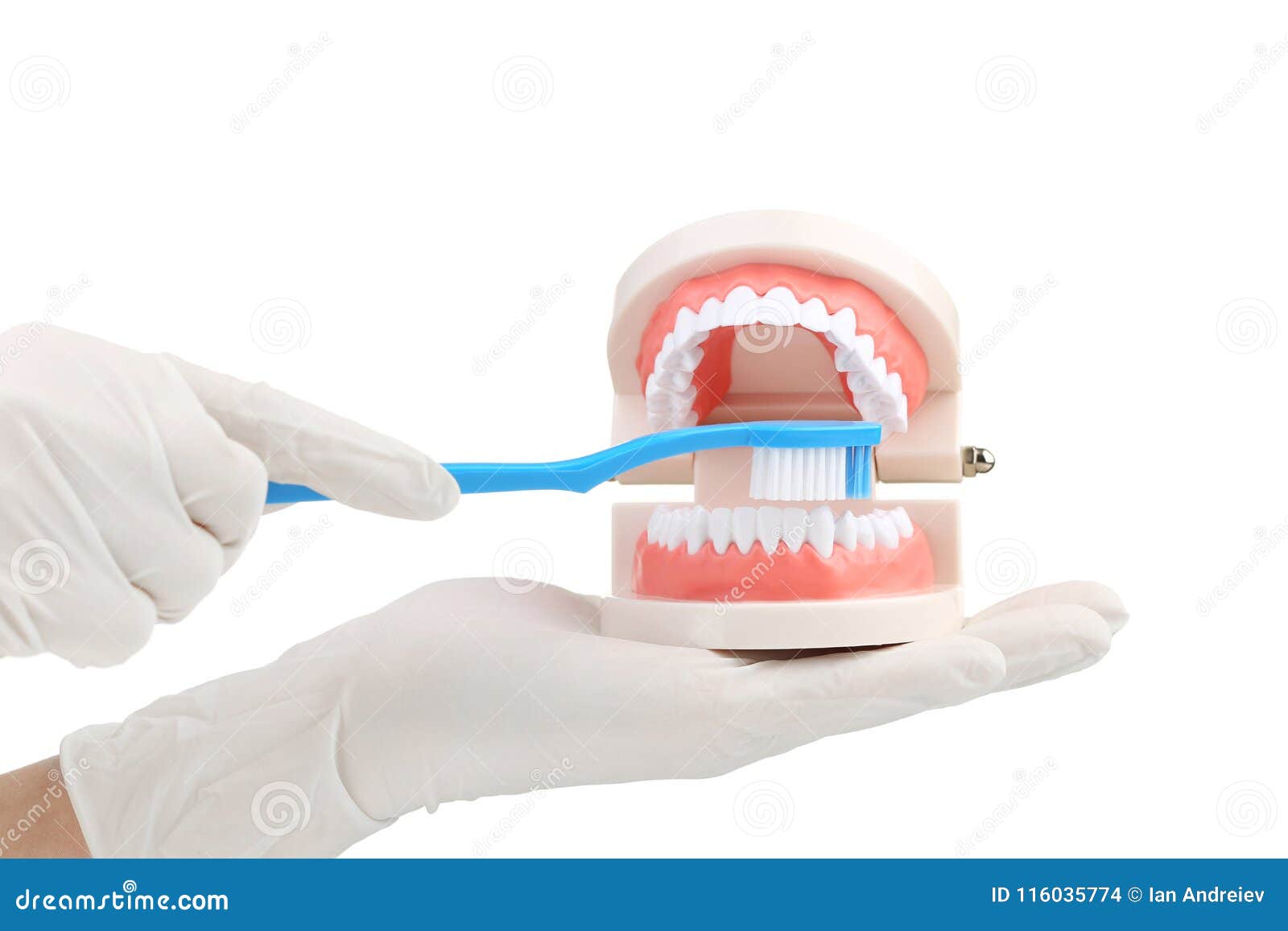 Hands holding teeth model stock photo. Image of medical - 116035774