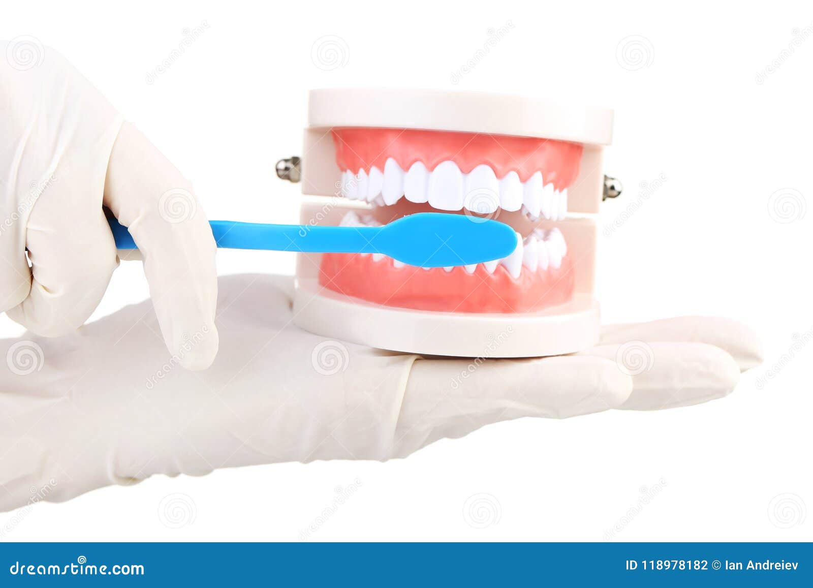 Hands holding teeth model stock photo. Image of macro - 118978182