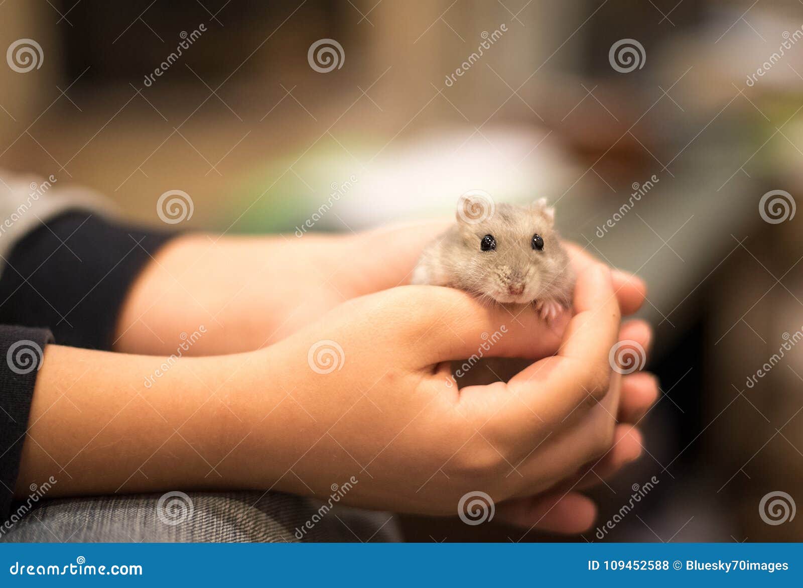 Hands Holding with Tenderness a Cute Little Grey Hamster Stock Photo ...