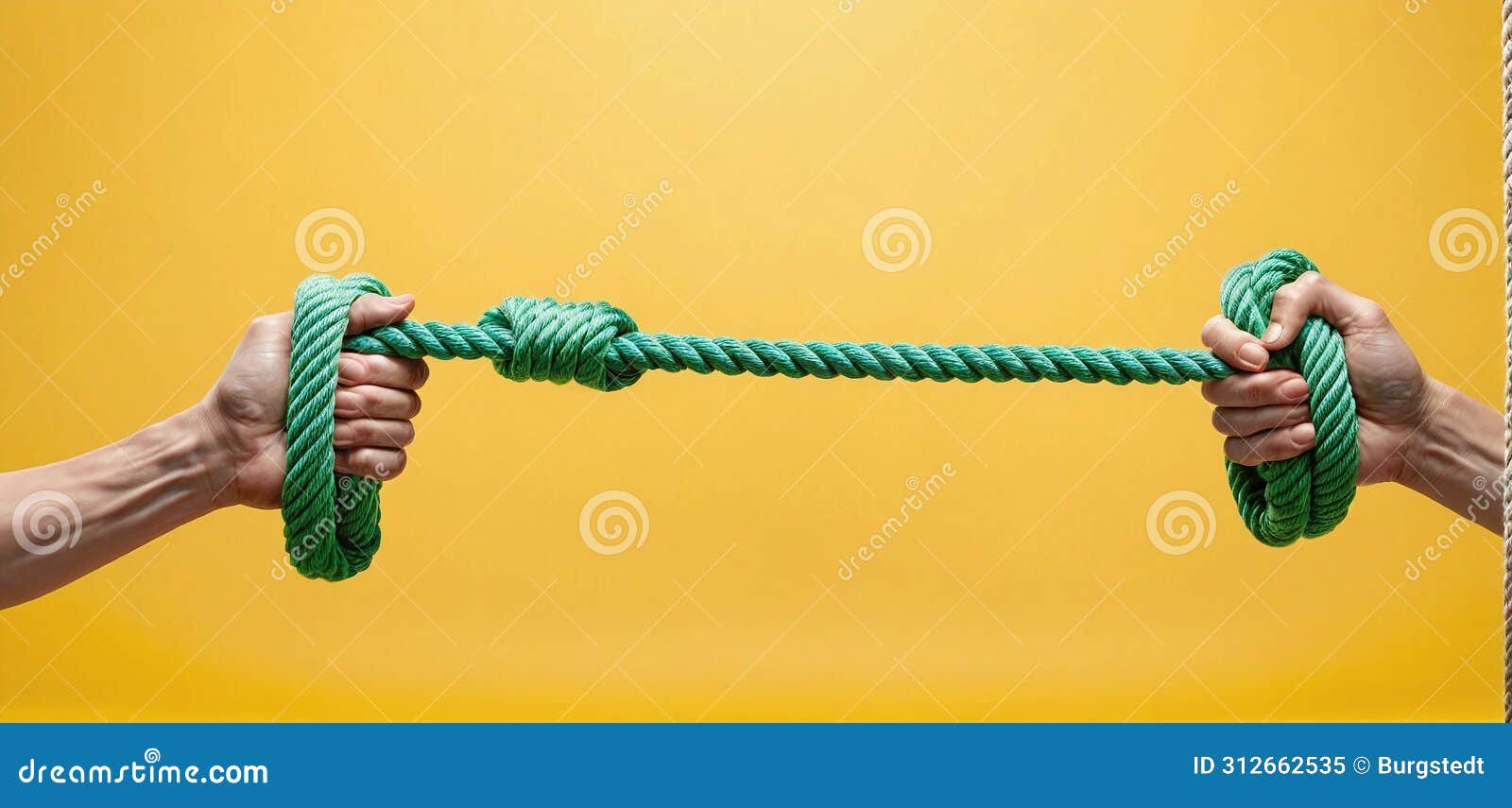 Hands Holding on To a Rope or Cord and Pulling in Different Directions ...