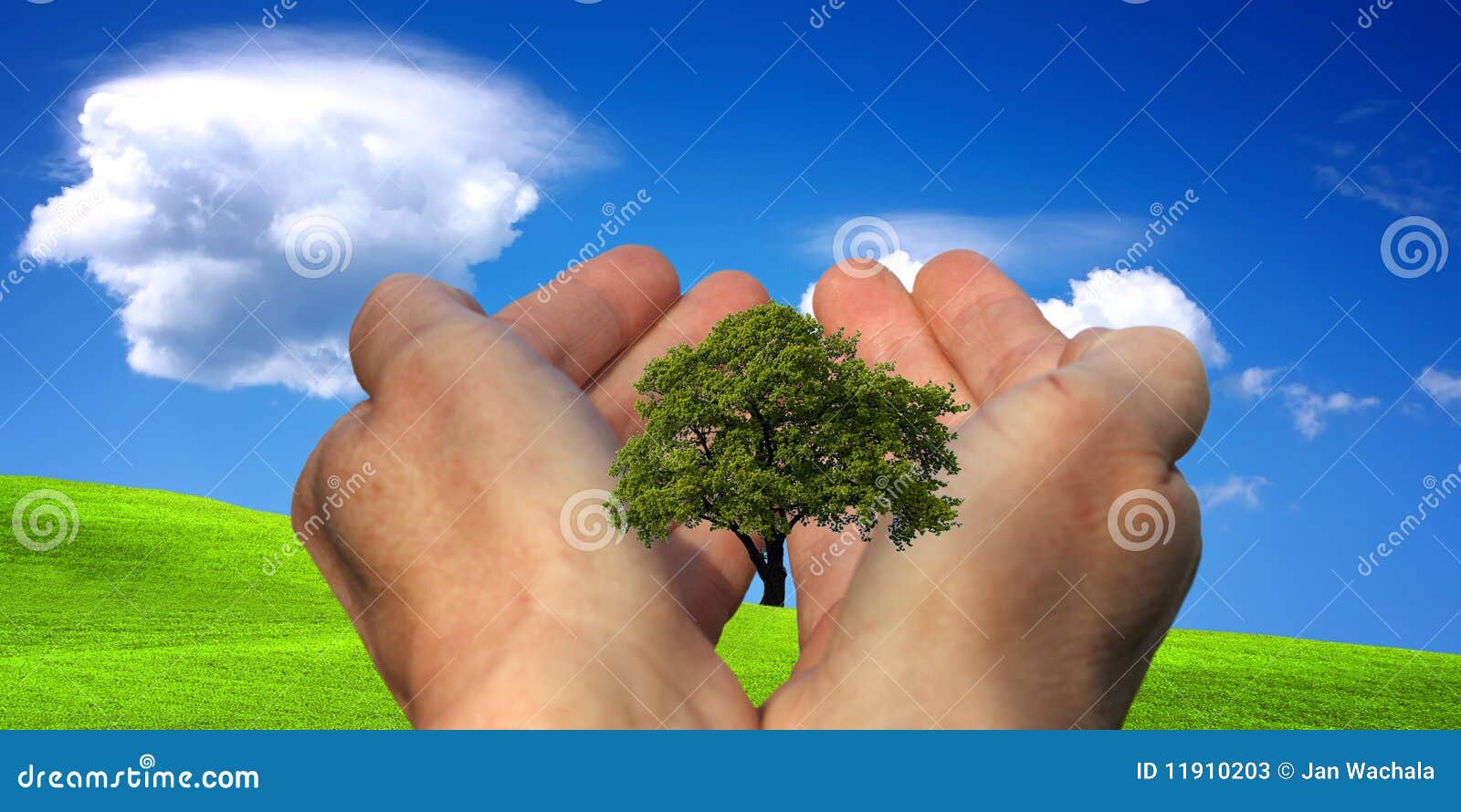 Hands holding a tree stock image. Image of ecological - 11910203