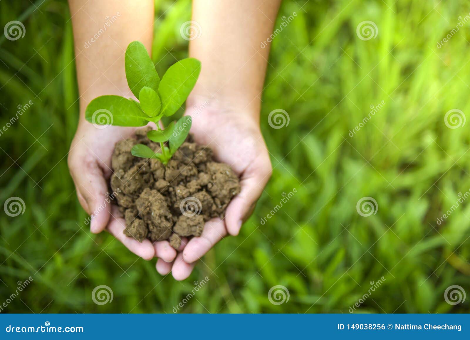 Hands Holding a Tree Growing on Cracked Ground Stock Photo - Image of ...