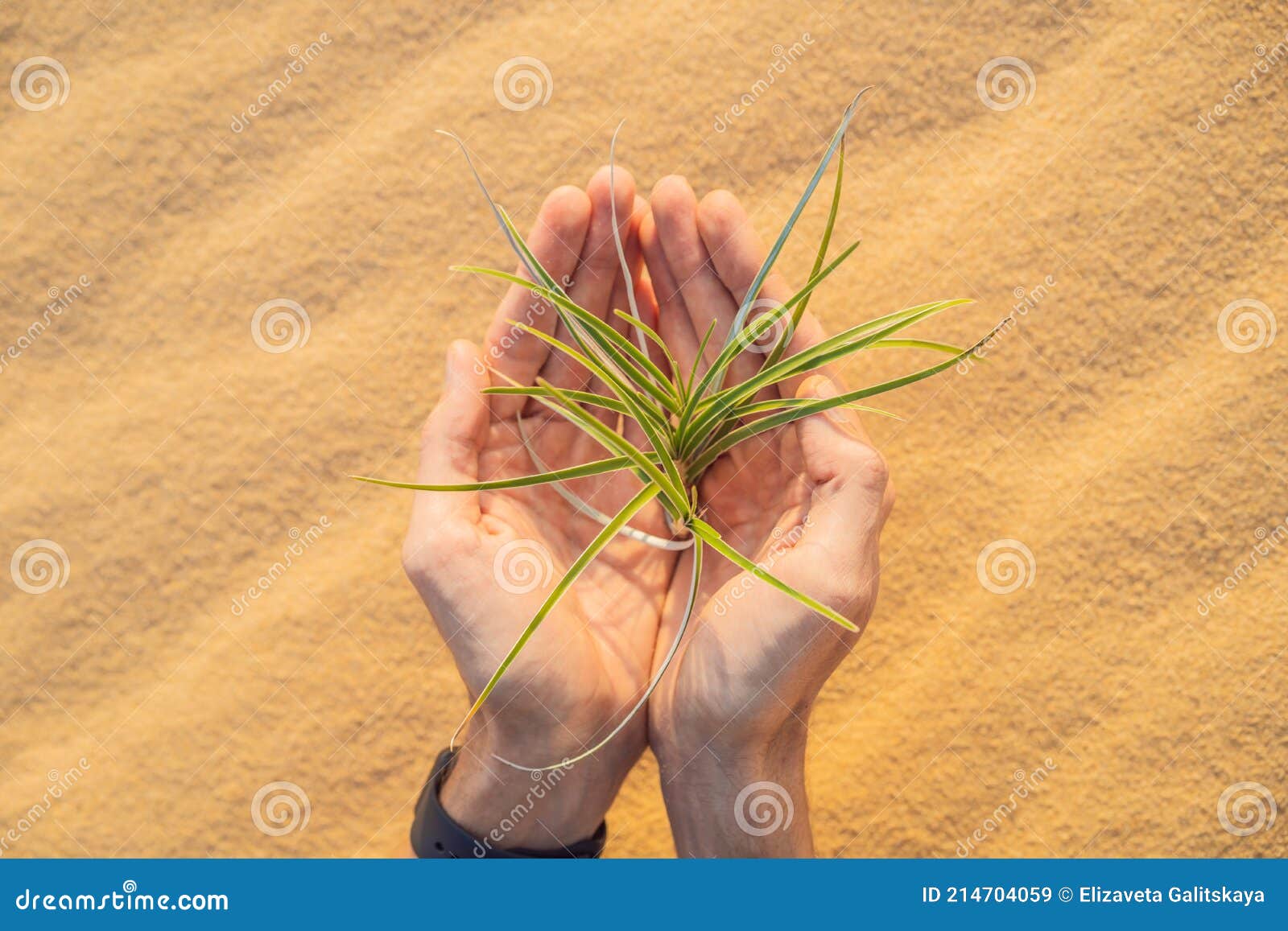 Hands Holding Tree Growing in Desert, Hands Growing Tree, Save the ...