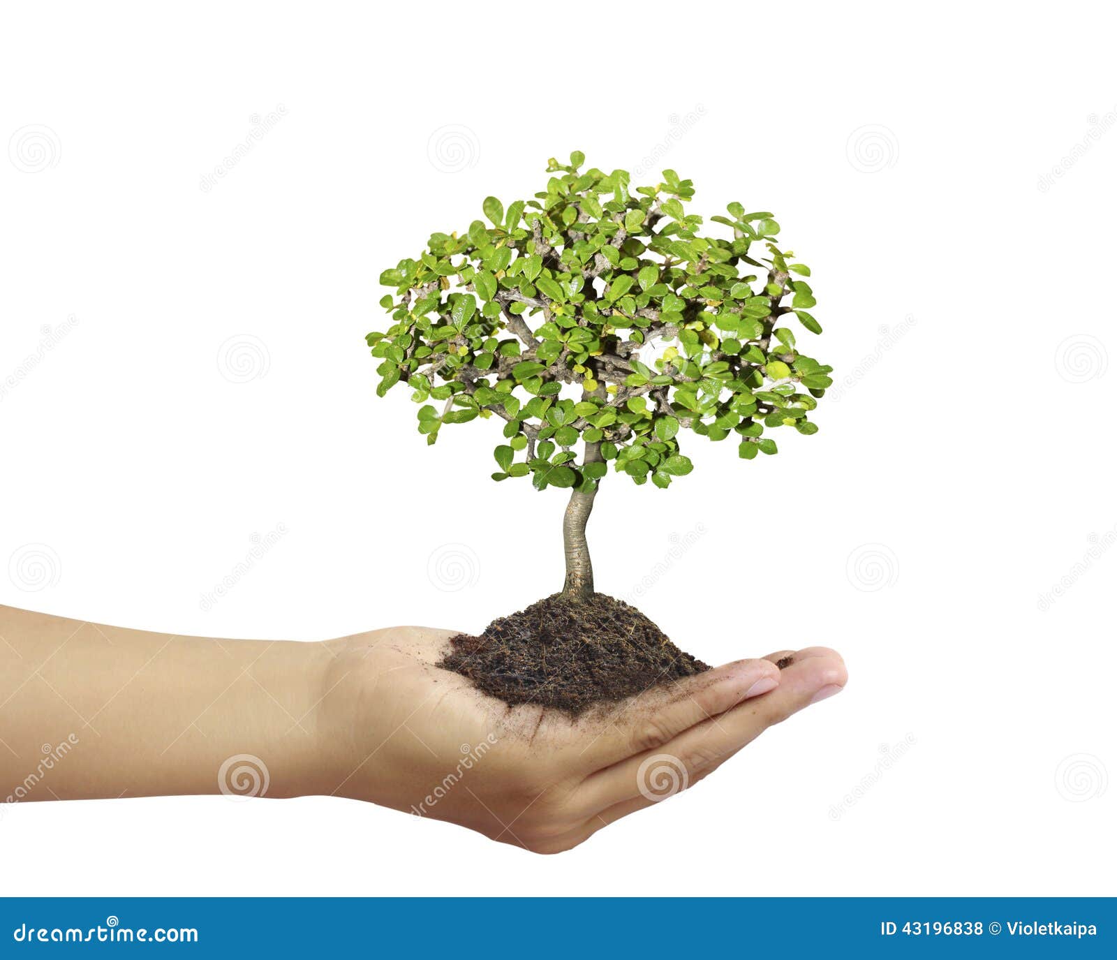 Hands holding a tree stock photo. Image of earth, creativity - 43196838