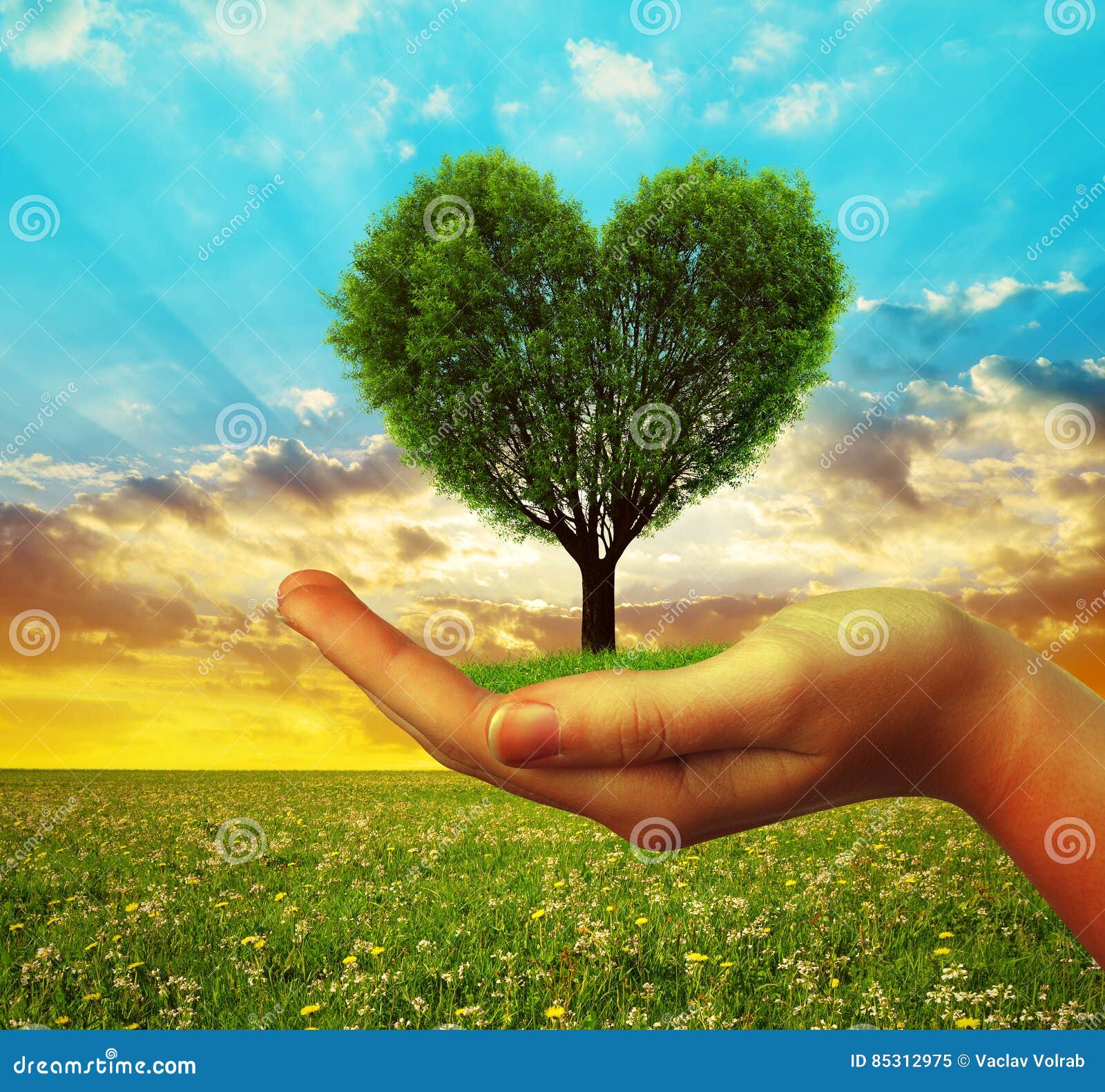 Hands Holding a Tree in the Shape of Heart Stock Image - Image of ...