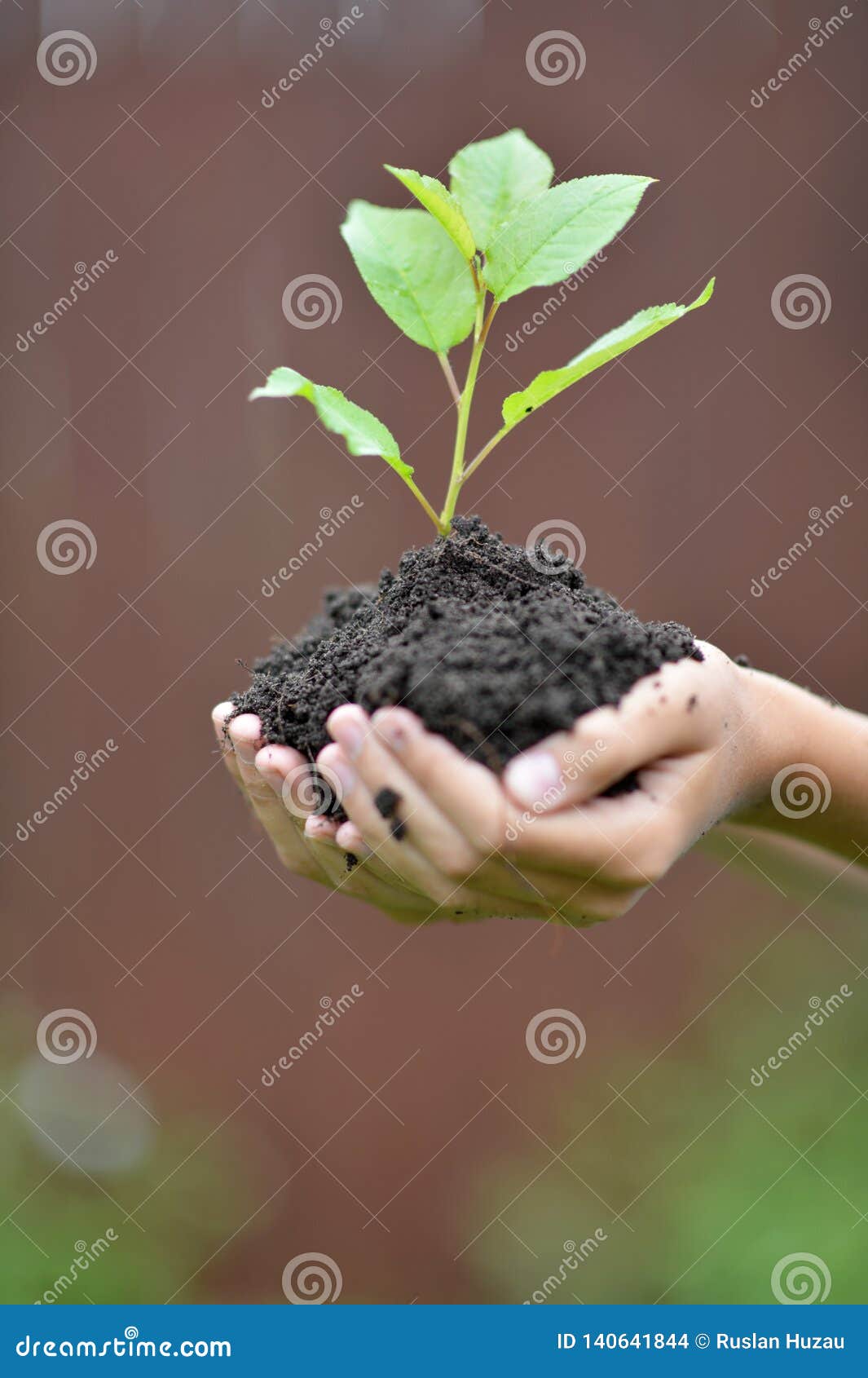 Hands Holding a Tree Sprout Close Up Stock Photo - Image of development ...