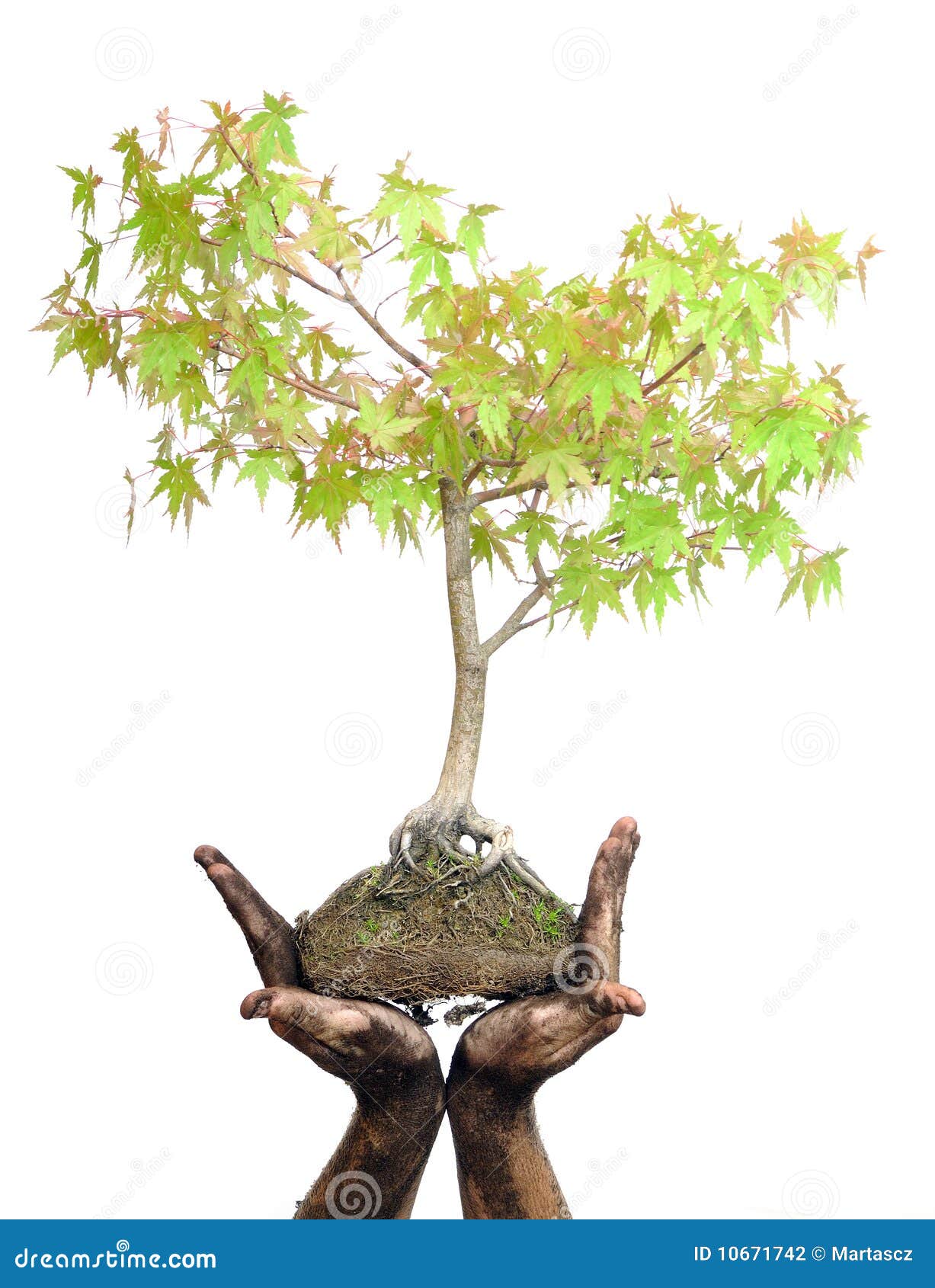 Hands Holding Tree on White Stock Photo - Image of warming, global ...