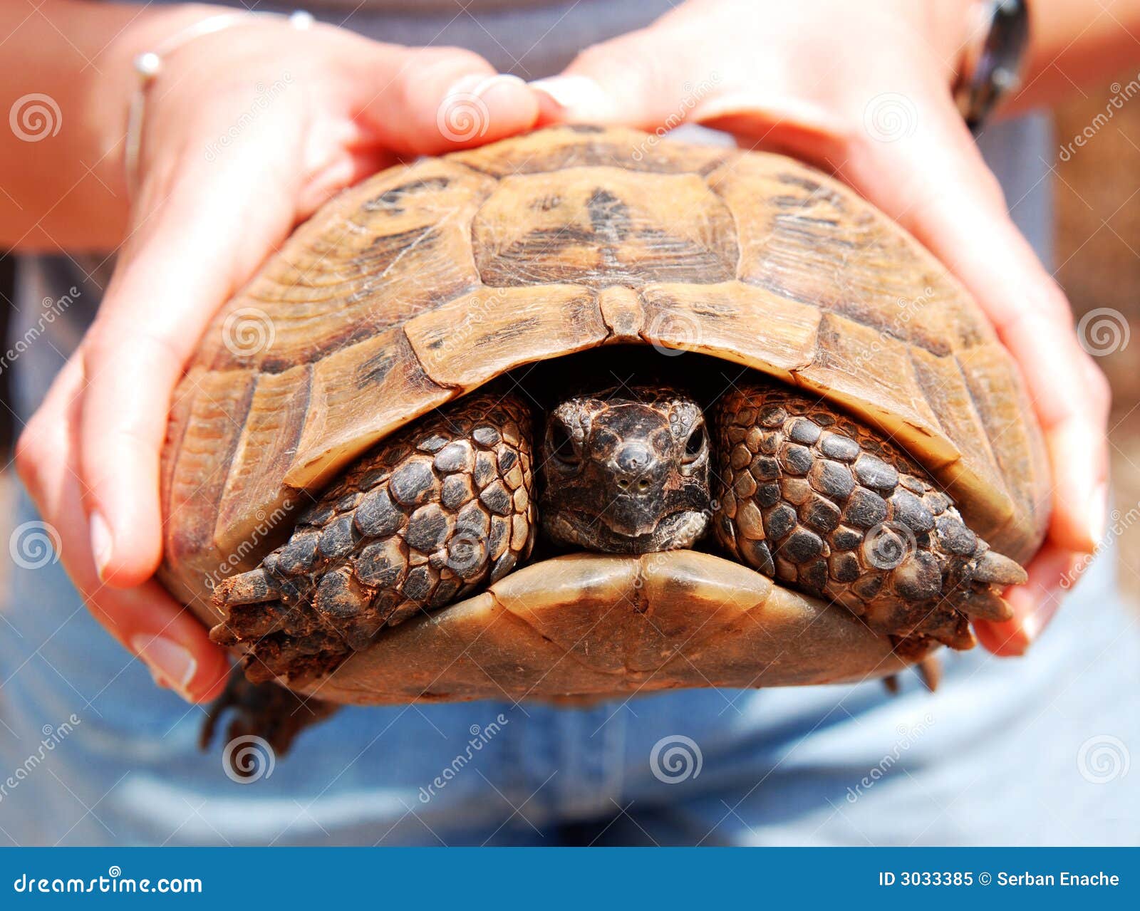 Hands holding turtle stock image. Image of shell, amphibian - 3033385
