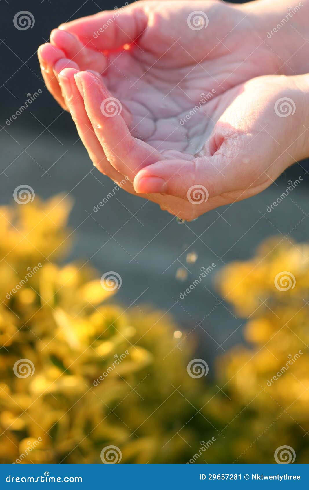 Hands holding water stock image. Image of hands, tender - 29657281
