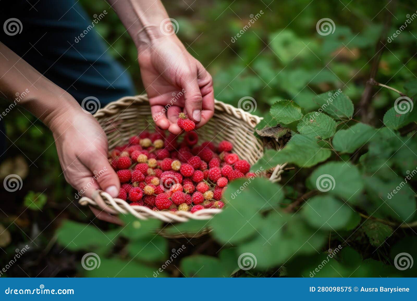 Hands Holding Wild Raspberries. Created Using Generative Al Tools Stock ...