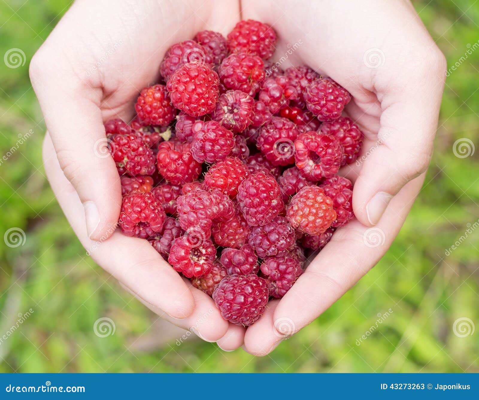 Hands Holding Wild Raspberry Stock Image - Image of cluster, natural ...