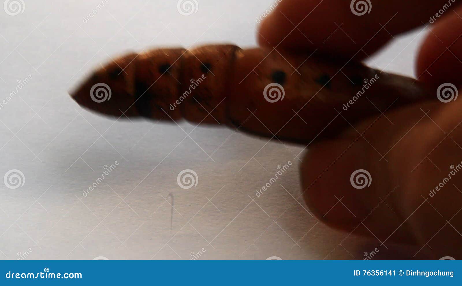 Hands holding worm stock video. Video of larva, hands - 76356141