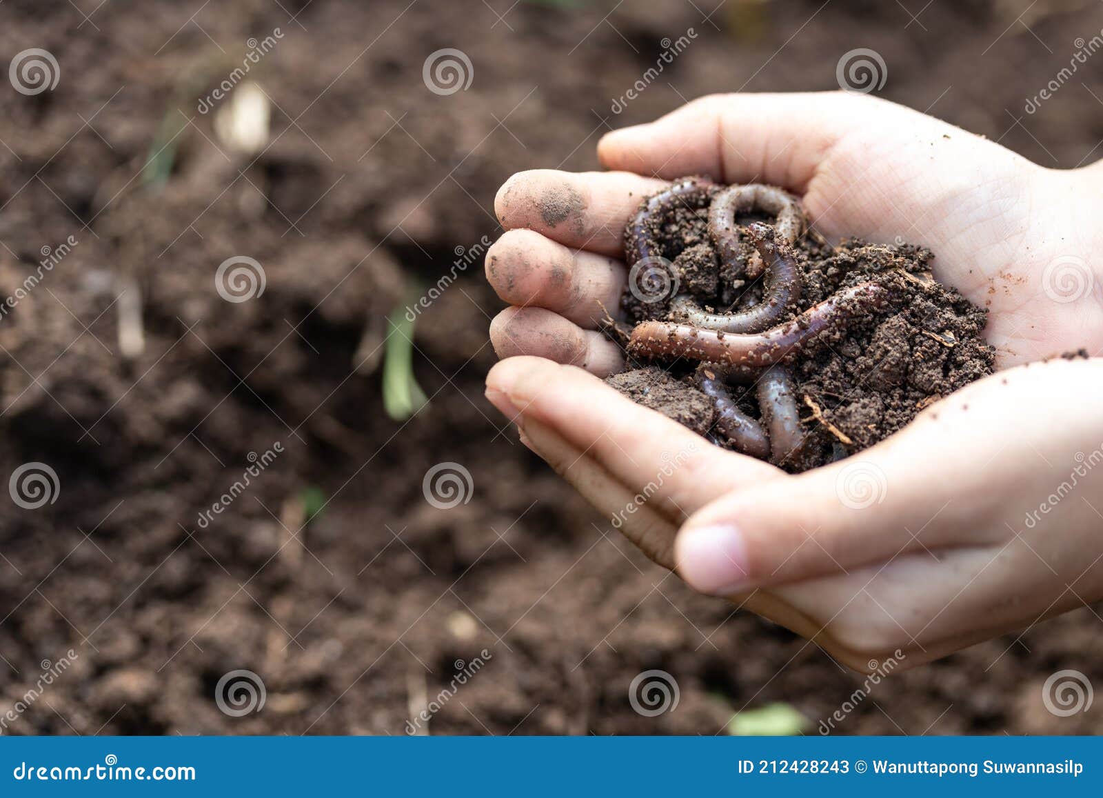 Group Of Earthworms.Useful Earthworms Crawl And Loosen The Soil Royalty ...