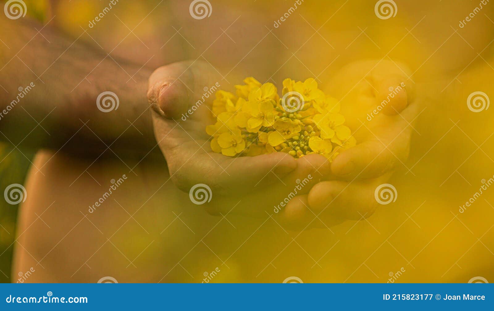 Hands Holding a Yellow Flower As a Symbol of Freedom Stock Image ...