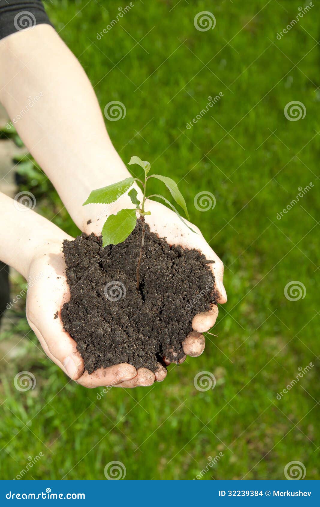 Hands holding young plant stock photo. Image of life - 32239384