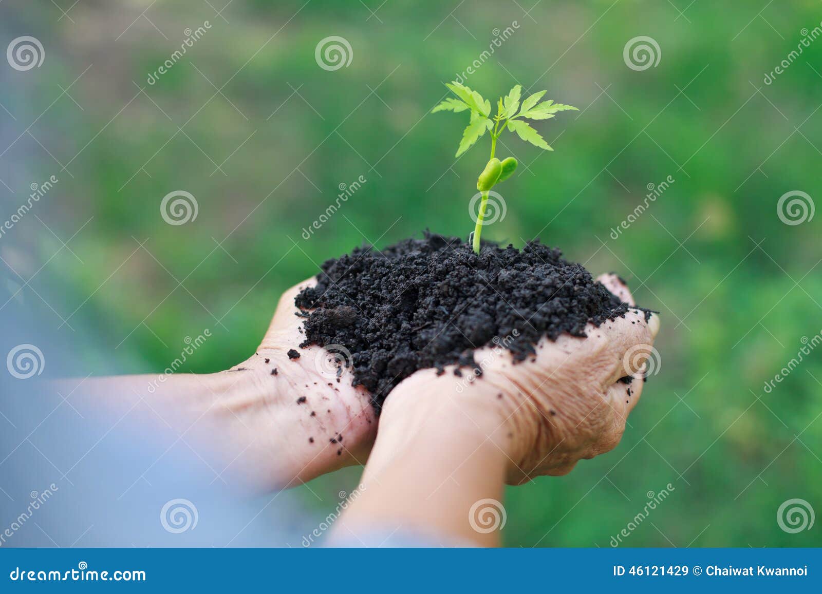 Hands holding young plant stock image. Image of human - 46121429