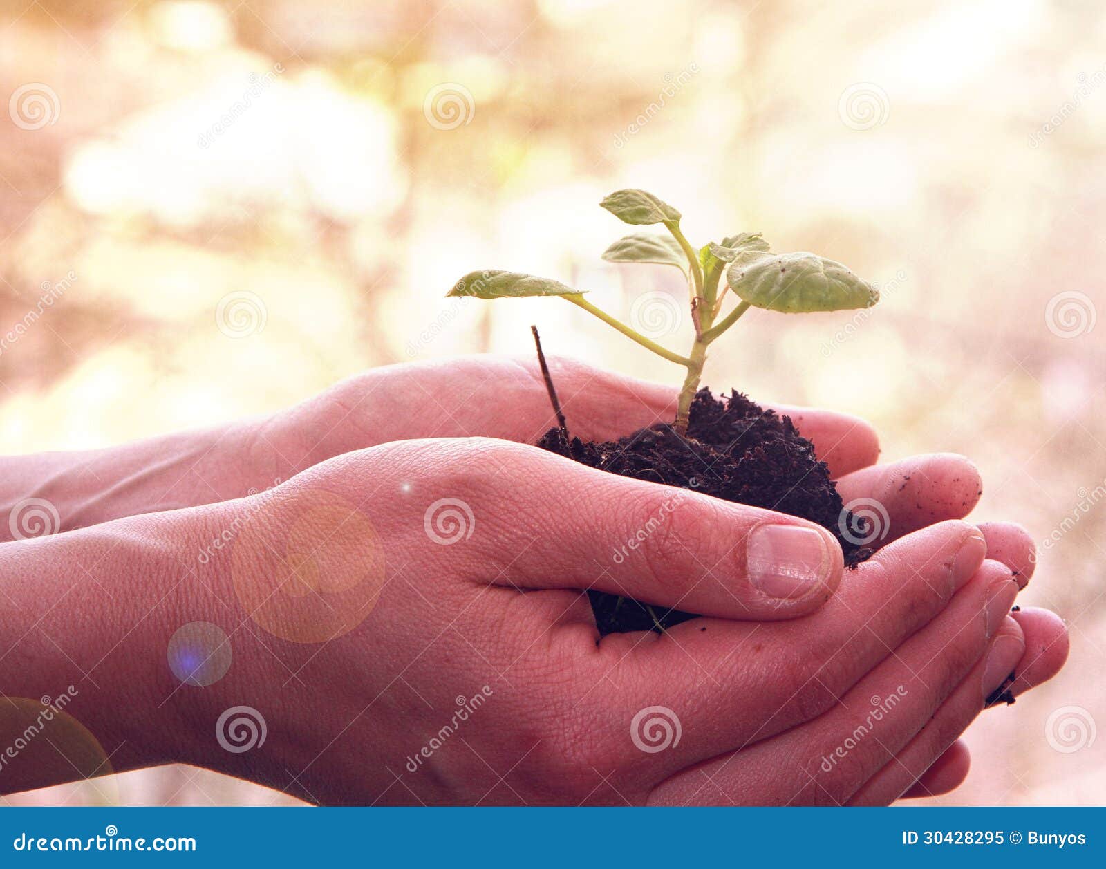 Hands Holding a Young Plant Stock Image - Image of hand, gardener: 30428295