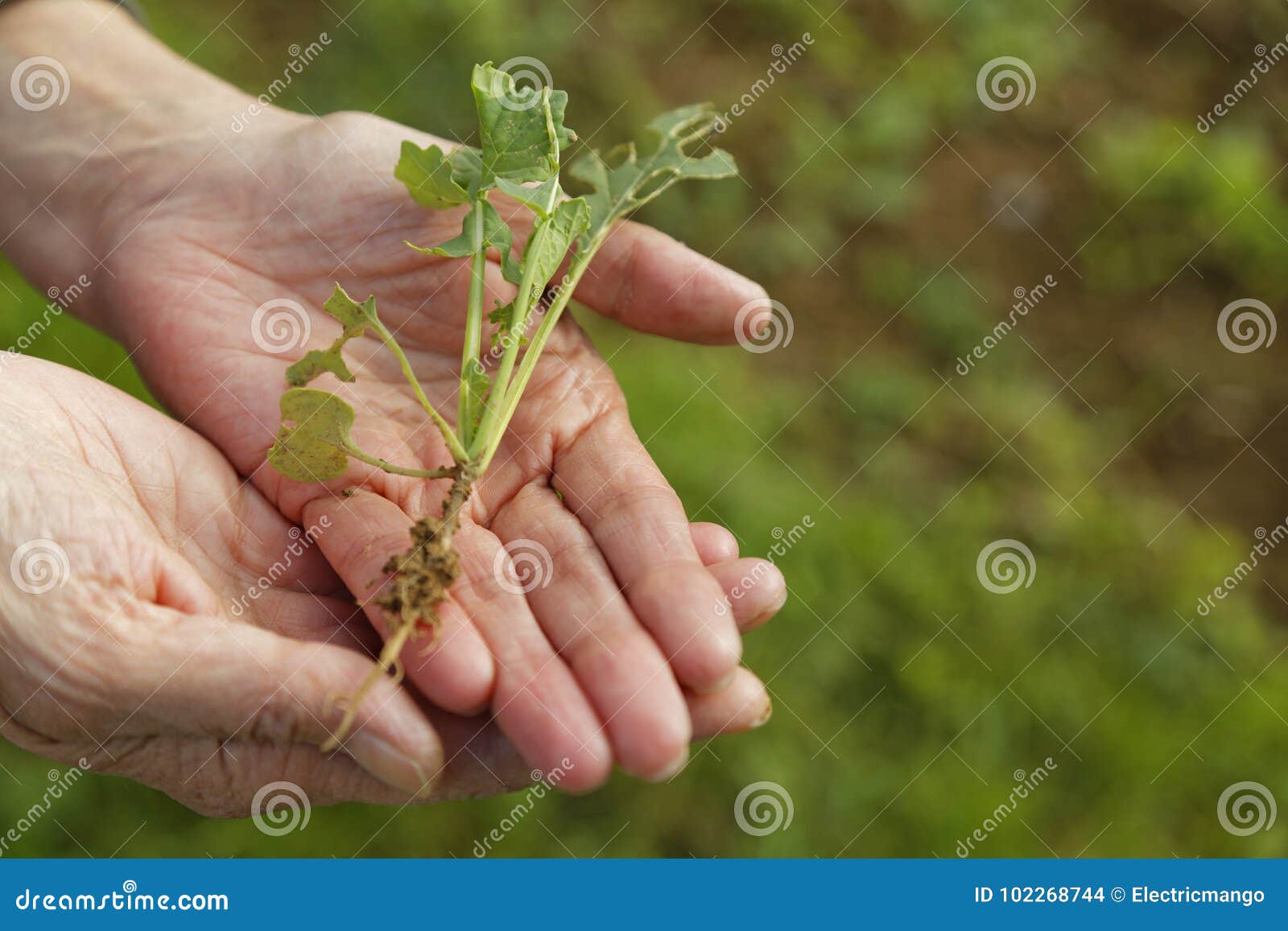 Hands holding young plant stock photo. Image of gardening - 102268744