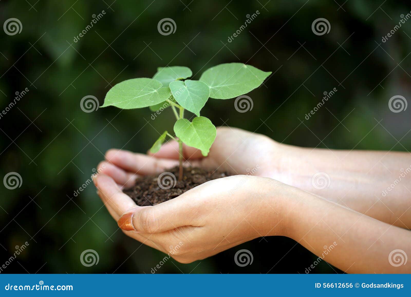Hands holding young plant stock photo. Image of nature - 56612656