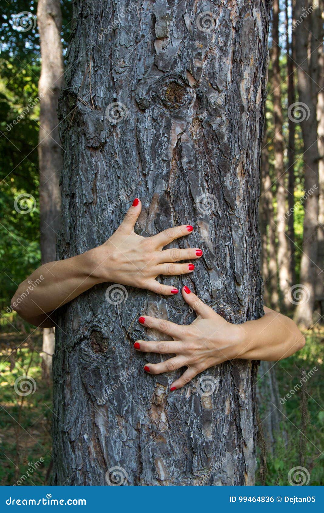 Hands hug a tree stock photo. Image of friendly, life - 99464836