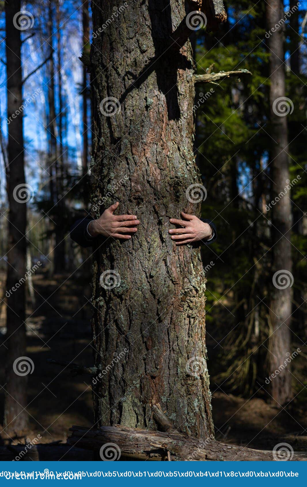 Hands Hug the Trunk of a Large Tree in the Forest, Protecting it ...