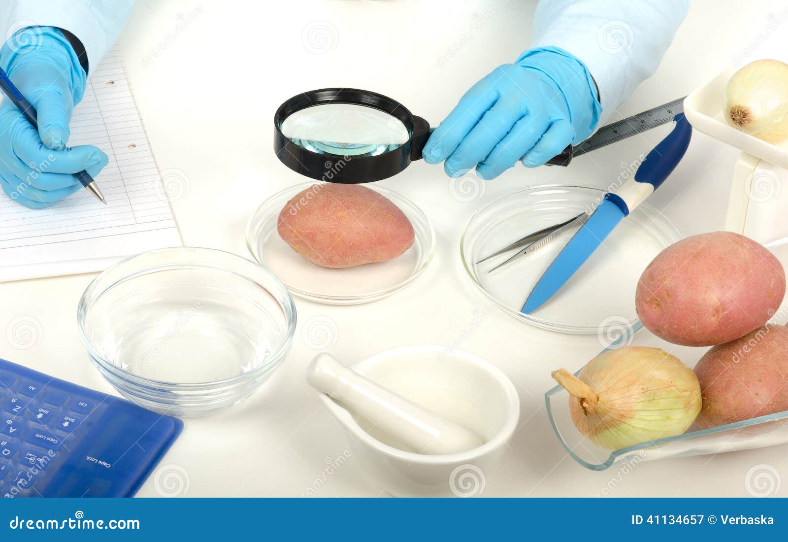 Hands Inspecting a Red Potato in Phytocontrol Laboratory Stock Image ...