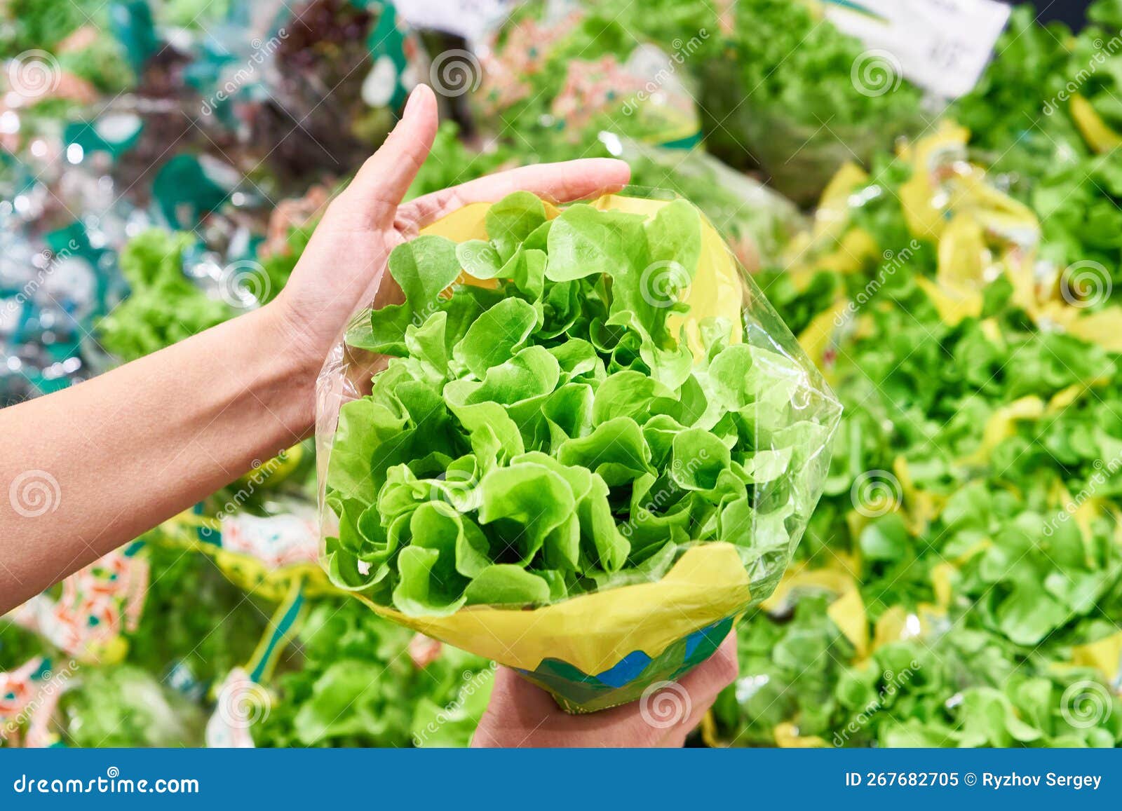 Hands with Lettuce Leaves in Store Stock Image - Image of harvest ...