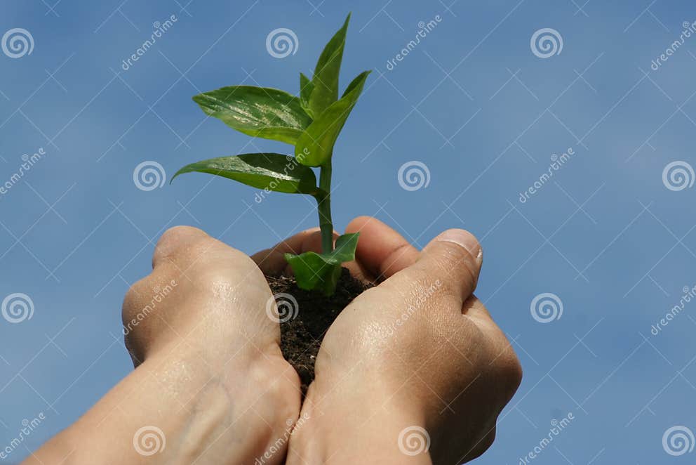 Hands of life stock photo. Image of business, gardening - 5146040