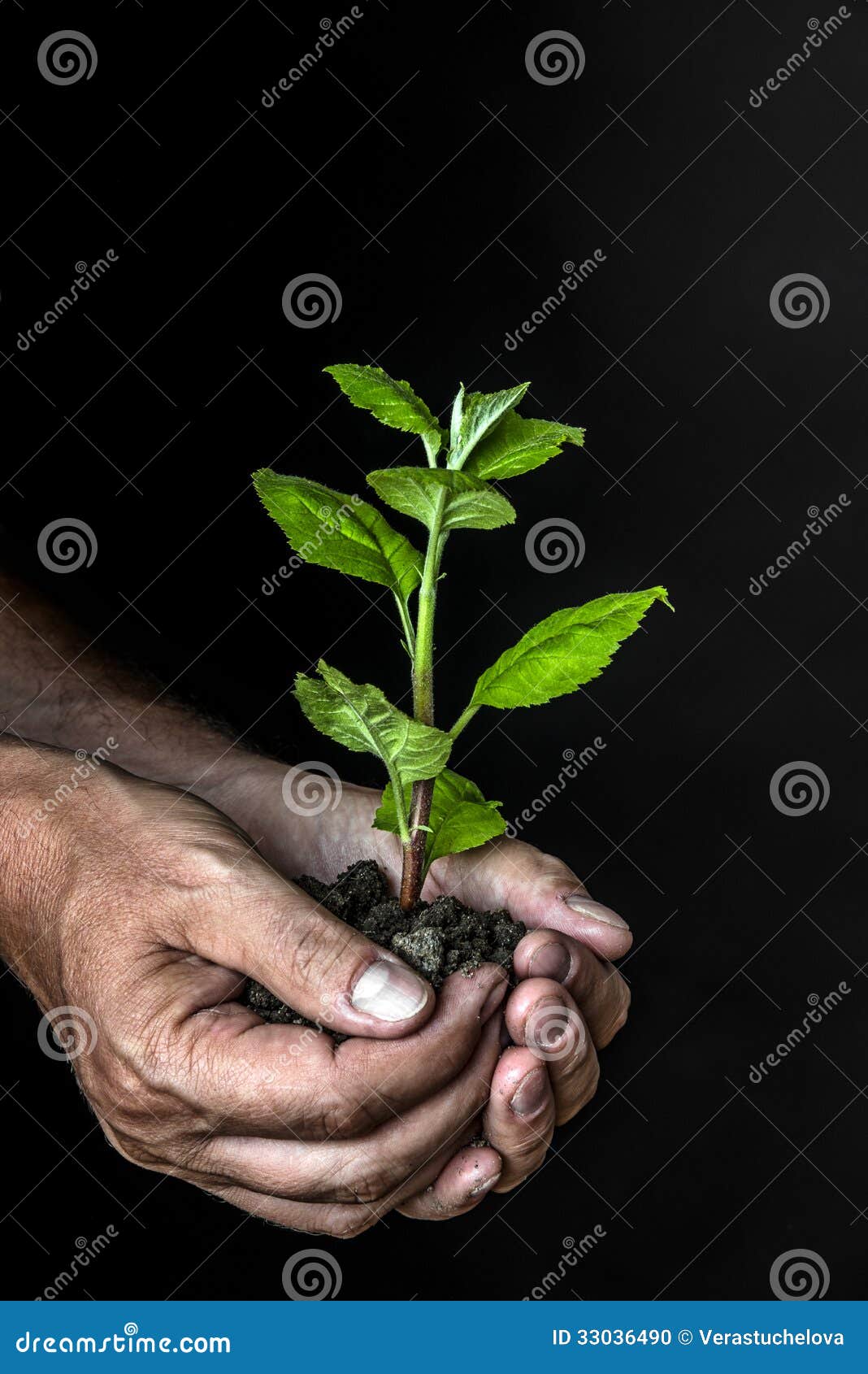 Hands with a little tree stock photo. Image of dirt, care - 33036490