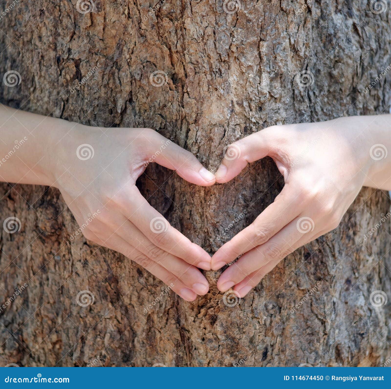 Hands Making a Heart Shape on a Tree. Stock Photo - Image of plant ...