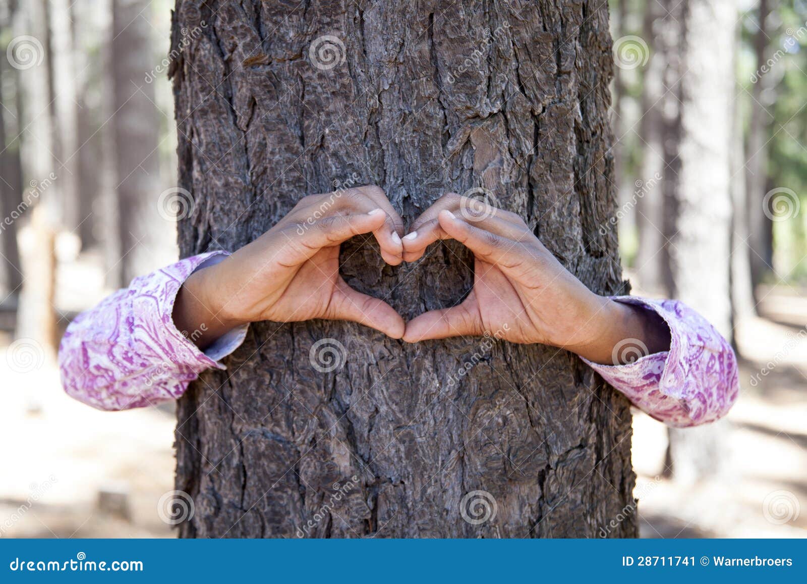 Hands Making an Heart Shape on a Trunk of a Tree. Stock Image - Image ...