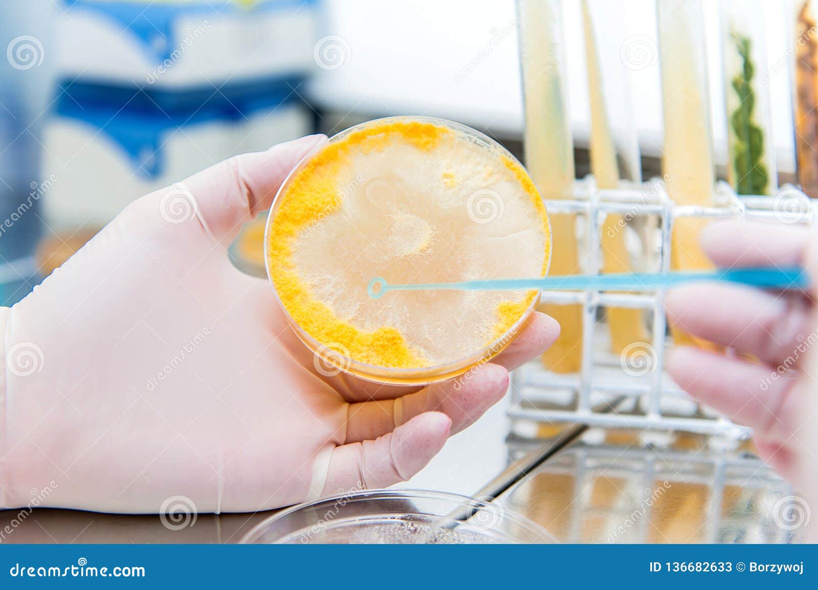 Microbiological Inoculation Loop Being Heated In A Spirit Lamp Flame ...