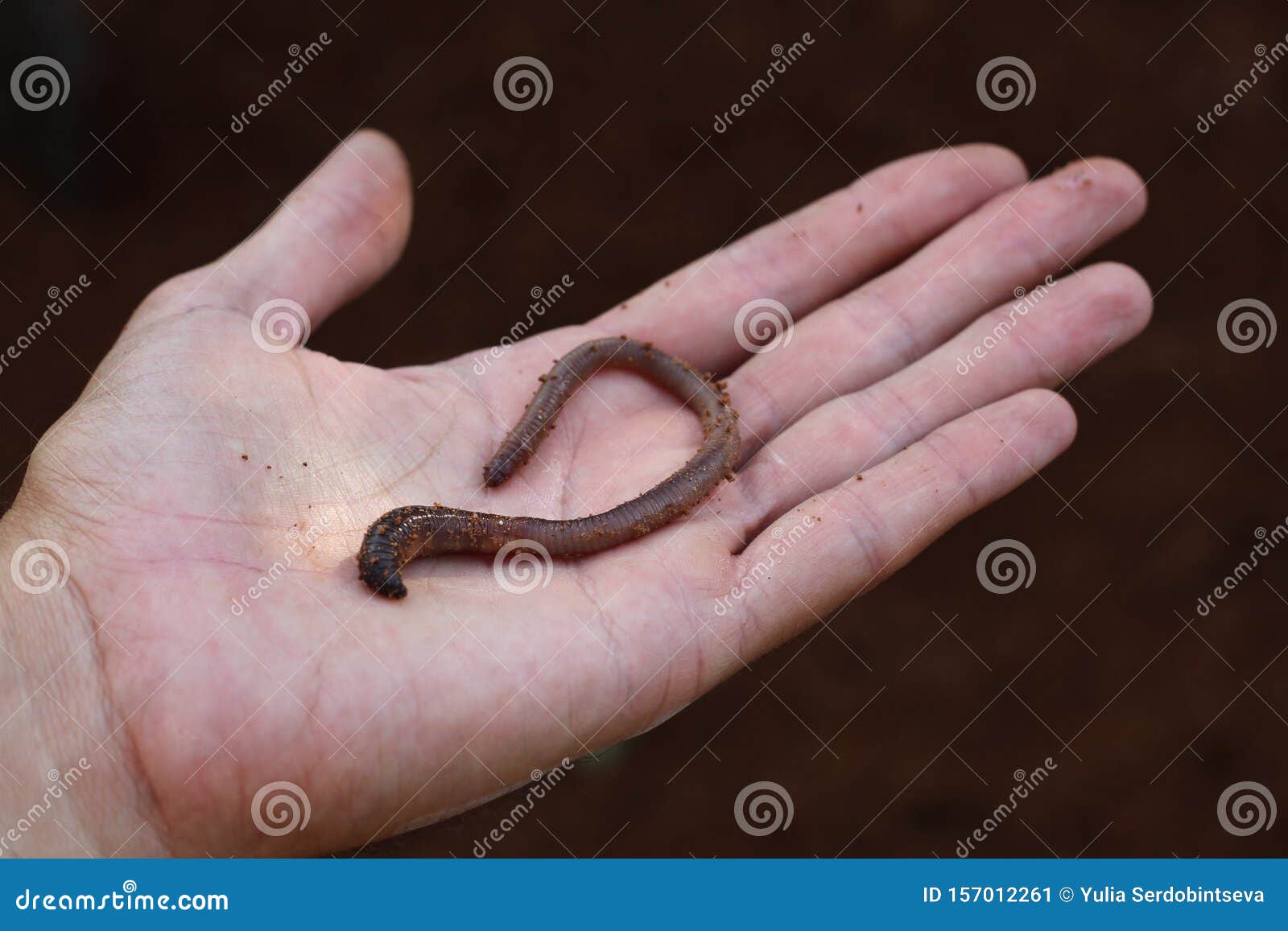 Hands of the Man with a Big Fat Earthworm Stock Image - Image of bairn ...
